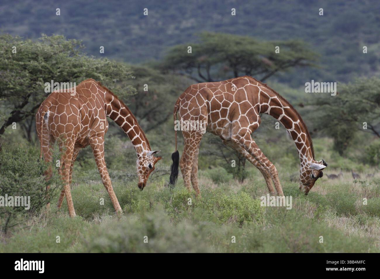 Reticulated Giraffes (Giraffa camelopardalis reticulata) two young male grazing, Samburu ...