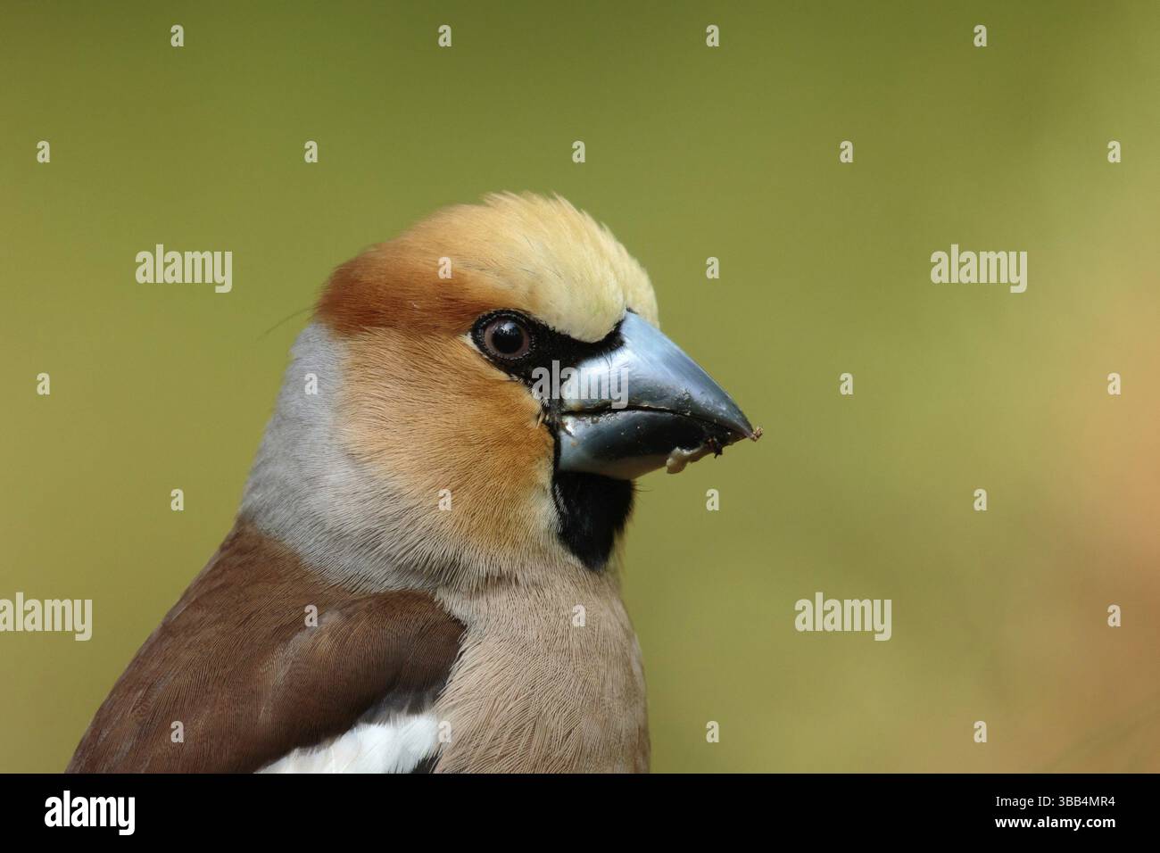 Appelvink, Hawfinch, Coccothraustes coccothraustes Stock Photo - Alamy