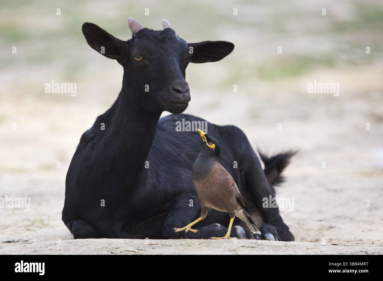 Common Myna (Acridotheres tristis) looking on a Black Bengel goat for ...