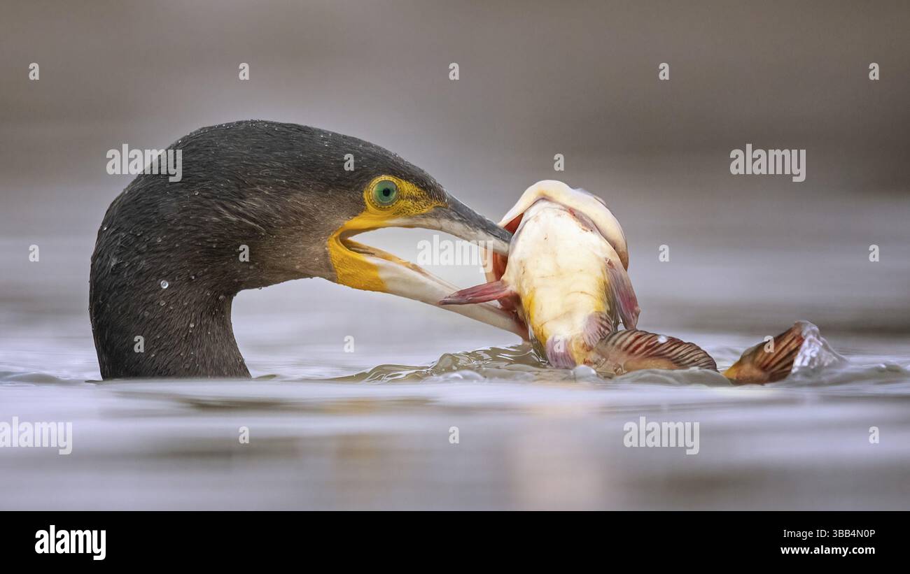 Great Cormorant (Phalacrocorax carbo) with captured Black bullhead ...