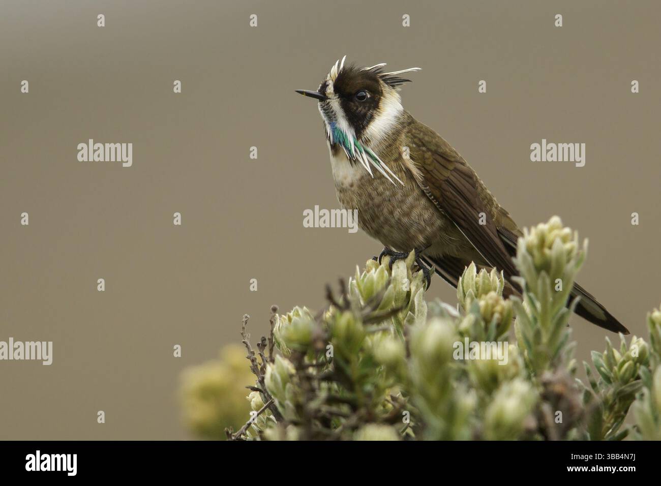 Green-bearded Helmetcrest (Oxypogon guerinii) perched on a branch in ...