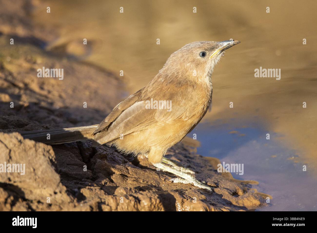 Fulvous Babbler (Turdoides fulva maroccana) at a waterhole, Rgabi ...