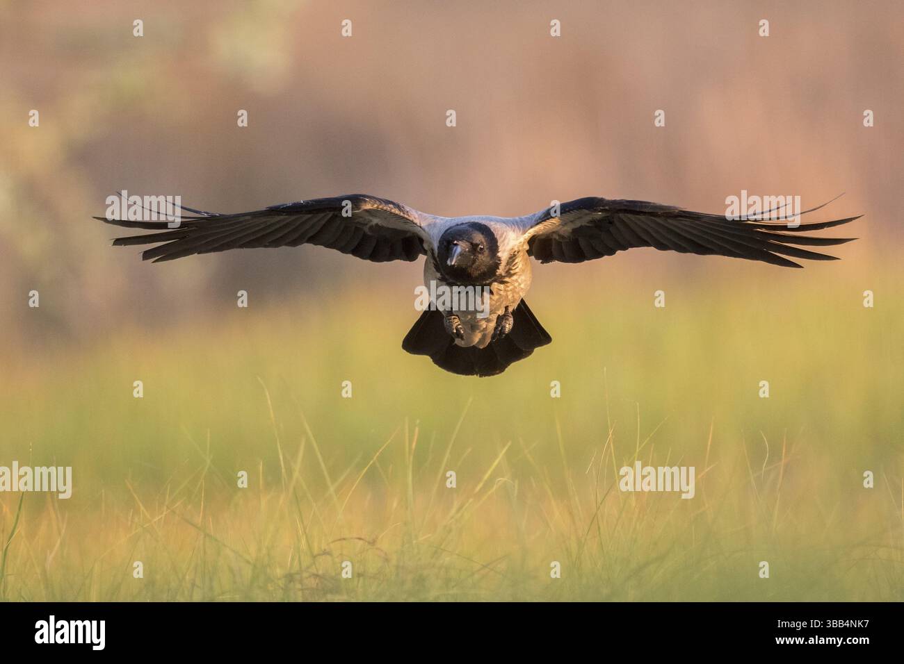 Hooded Crow (Corvus cornix) flying, Romania, Europe Stock Photo - Alamy