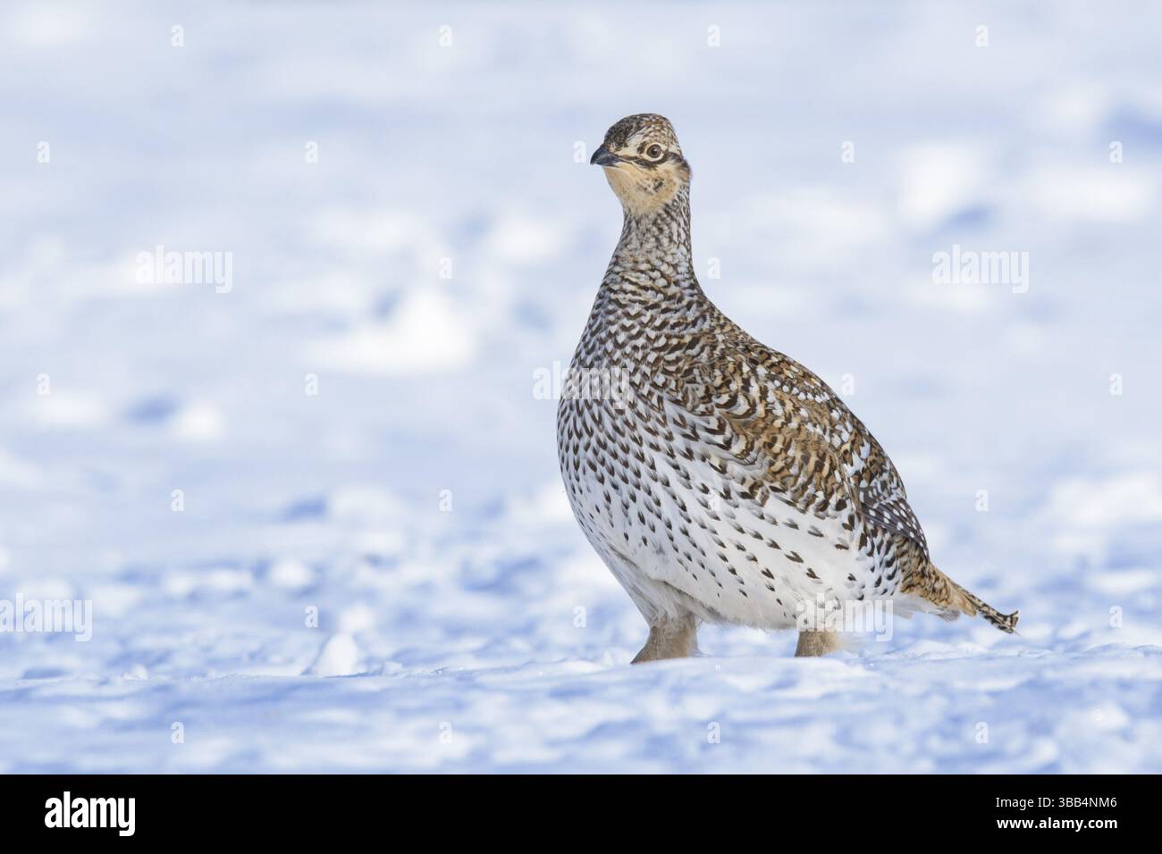 Sharp-tailed Grouse (Tympanuchus phasianellus), Minnesota, USA, North ...