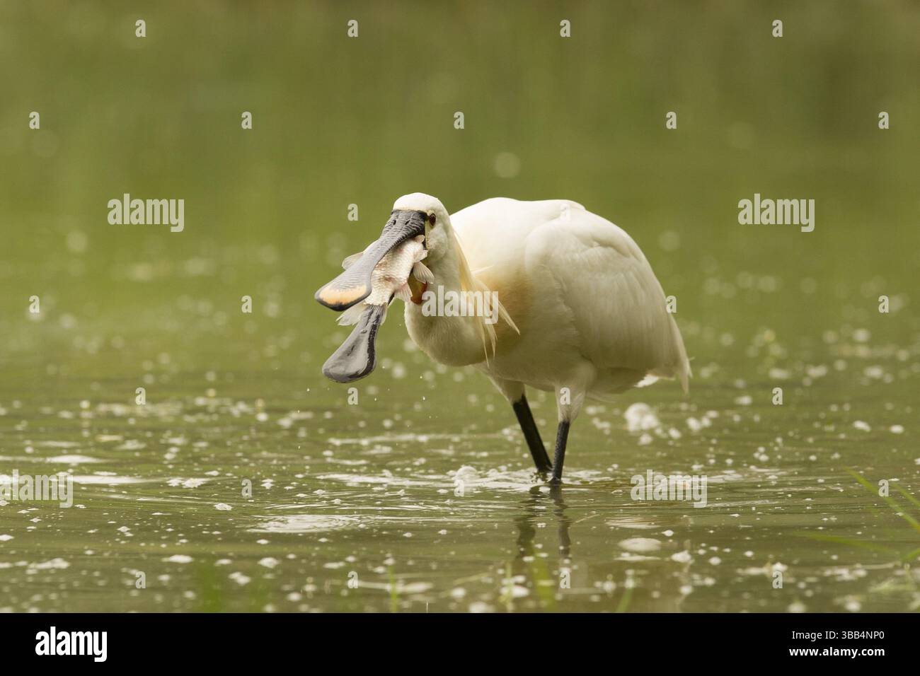 Eurasian Spoonbill (Platalea leucorodia) eating fish prey, Serbia ...