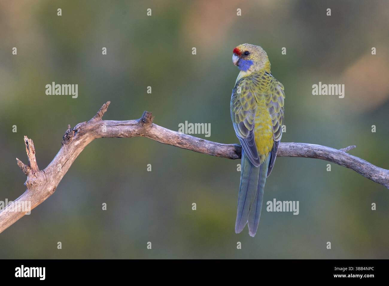 Yellow rosella hi-res stock photography and images - Alamy