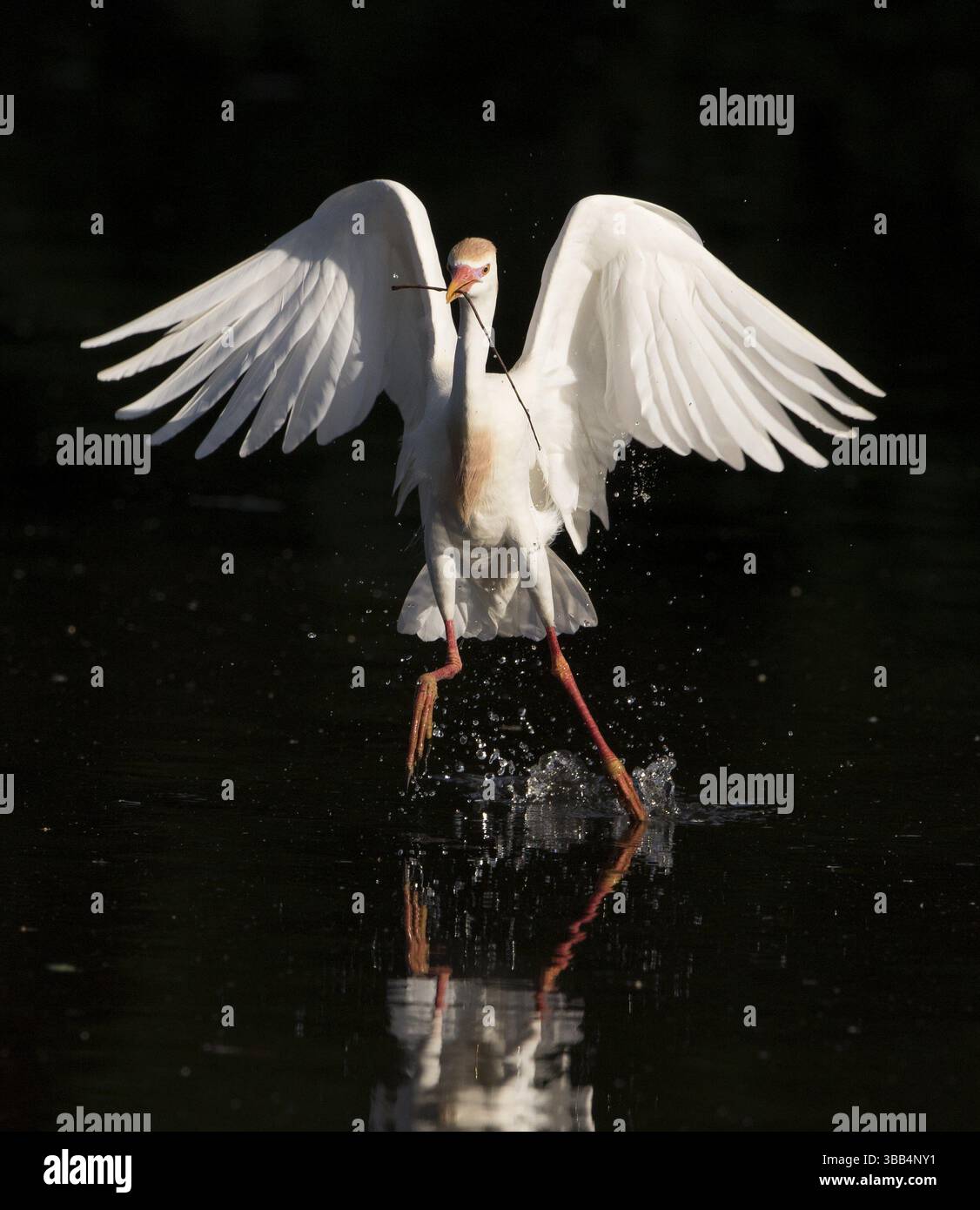 Western Cattle Egret (Bubulcus ibis) female, Florida, USA, North ...