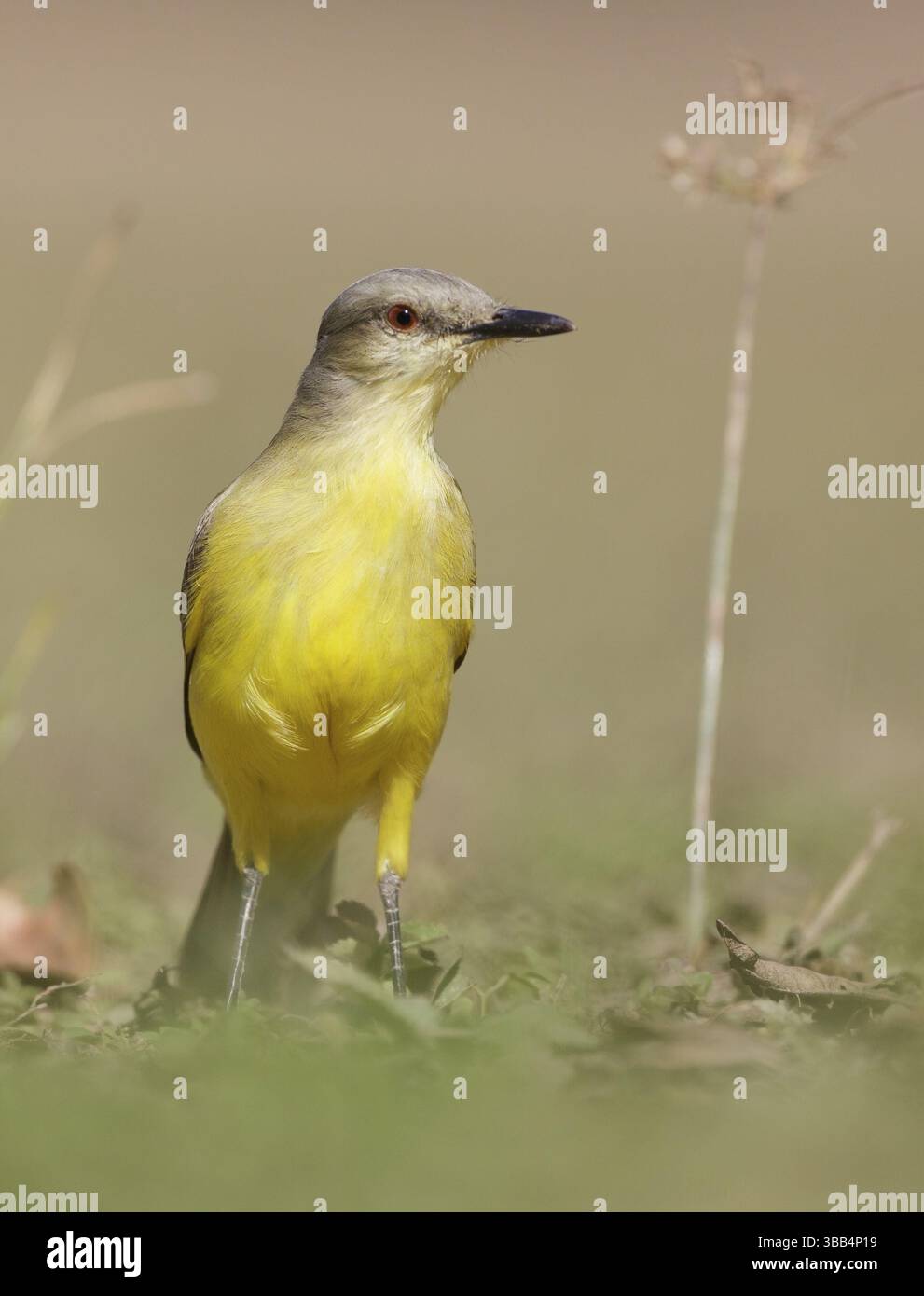 Cattle Tyrant (Machetornis rixosa) perched on the ground, Mato Grosso ...