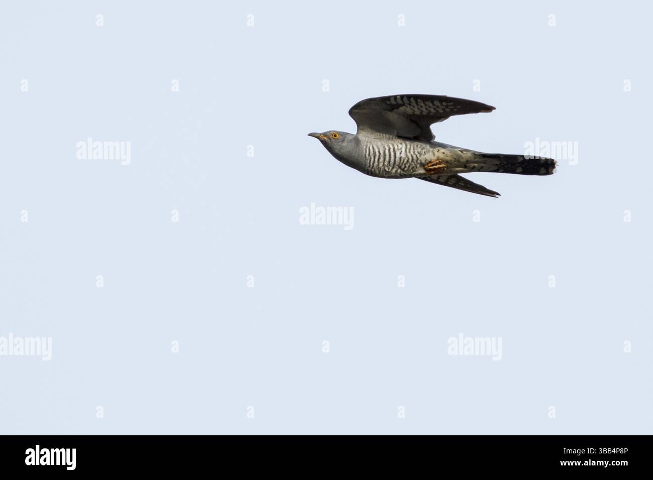Common Cuckoo (Cuculus canorus), in flight, Galicia, Spain, Europe ...