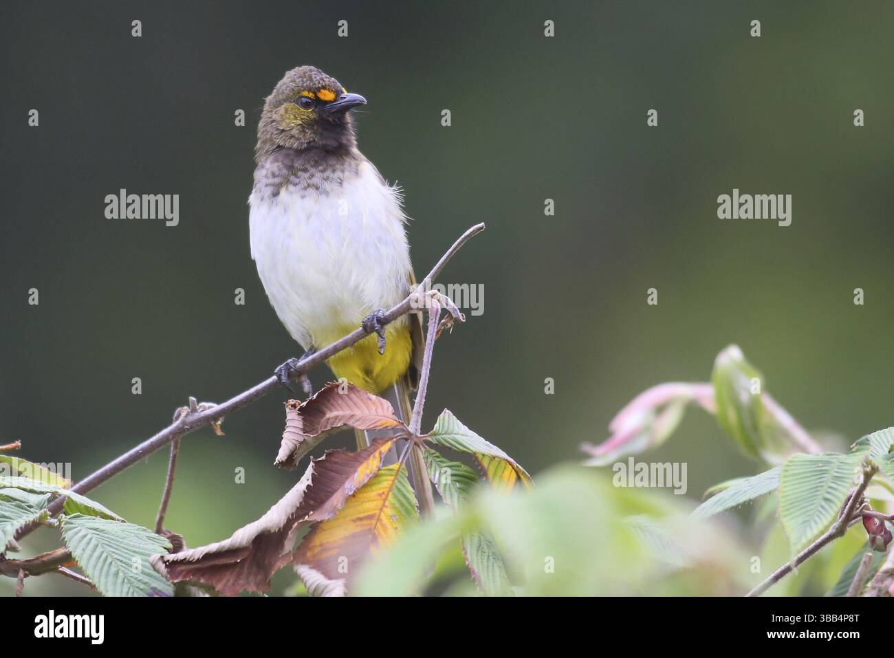 Orange-spotted Bulbul (Pycnonotus bimaculatus) female, Java, Indonesia ...