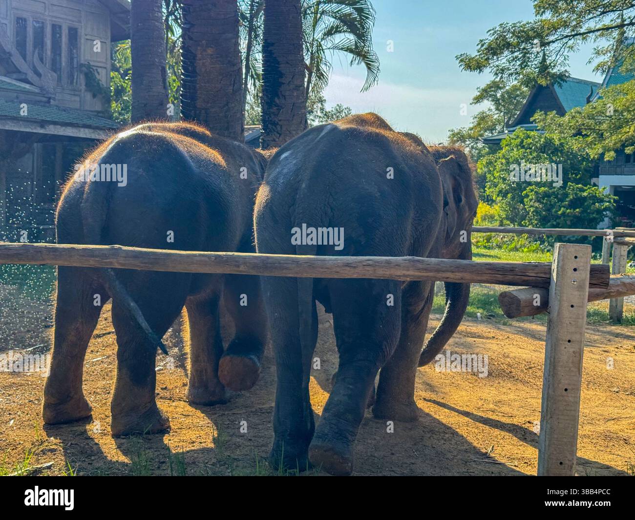 Large Asian elephants in a conservation park in Thailand capital ...