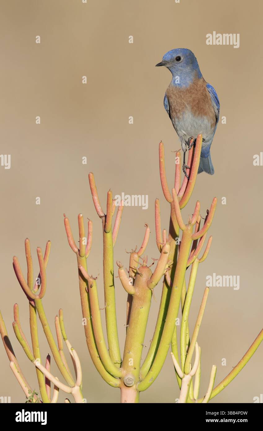 Western Bluebird (Sialia mexicana), California, USA, North America ...
