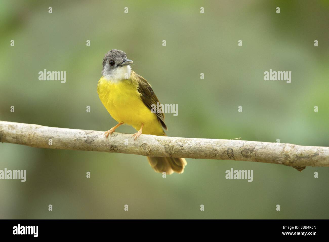 Birds of southeast asia yellow hi-res stock photography and images - Alamy