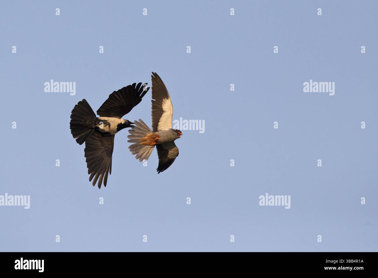 Amur Falcon & Daurian Jackdaw (Falco amurensis & Coloeus dauuricus ...