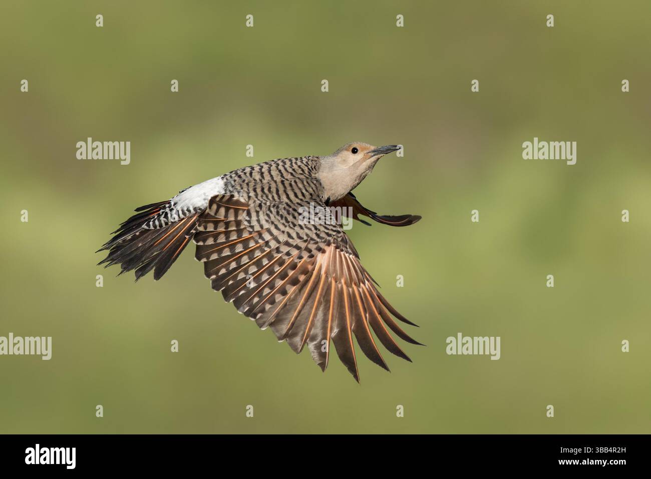 Northern flicker female flying hi-res stock photography and images - Alamy