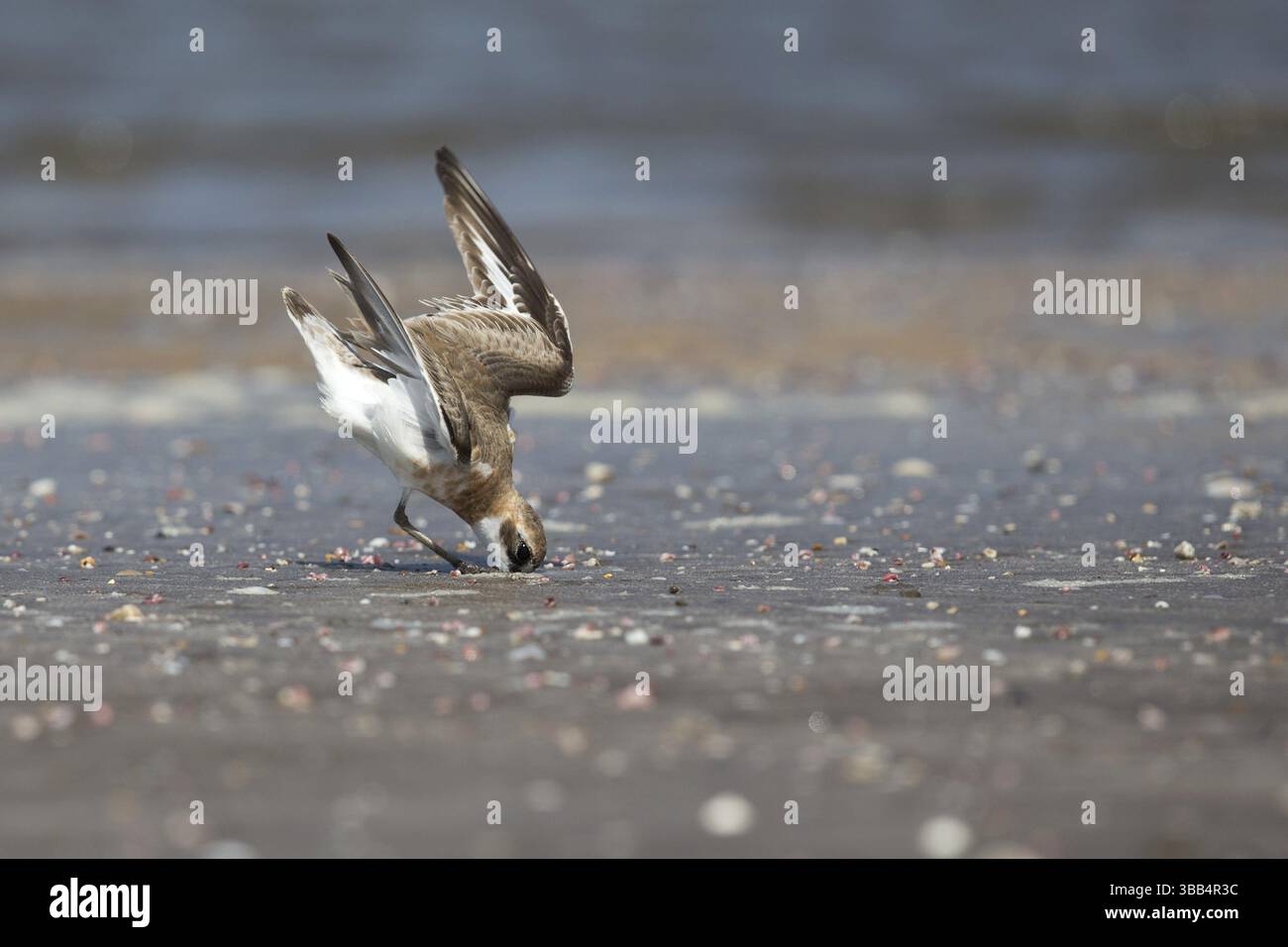 Greater Sand Plover (Charadrius leschenaultii) foraging on beach, Ras ...