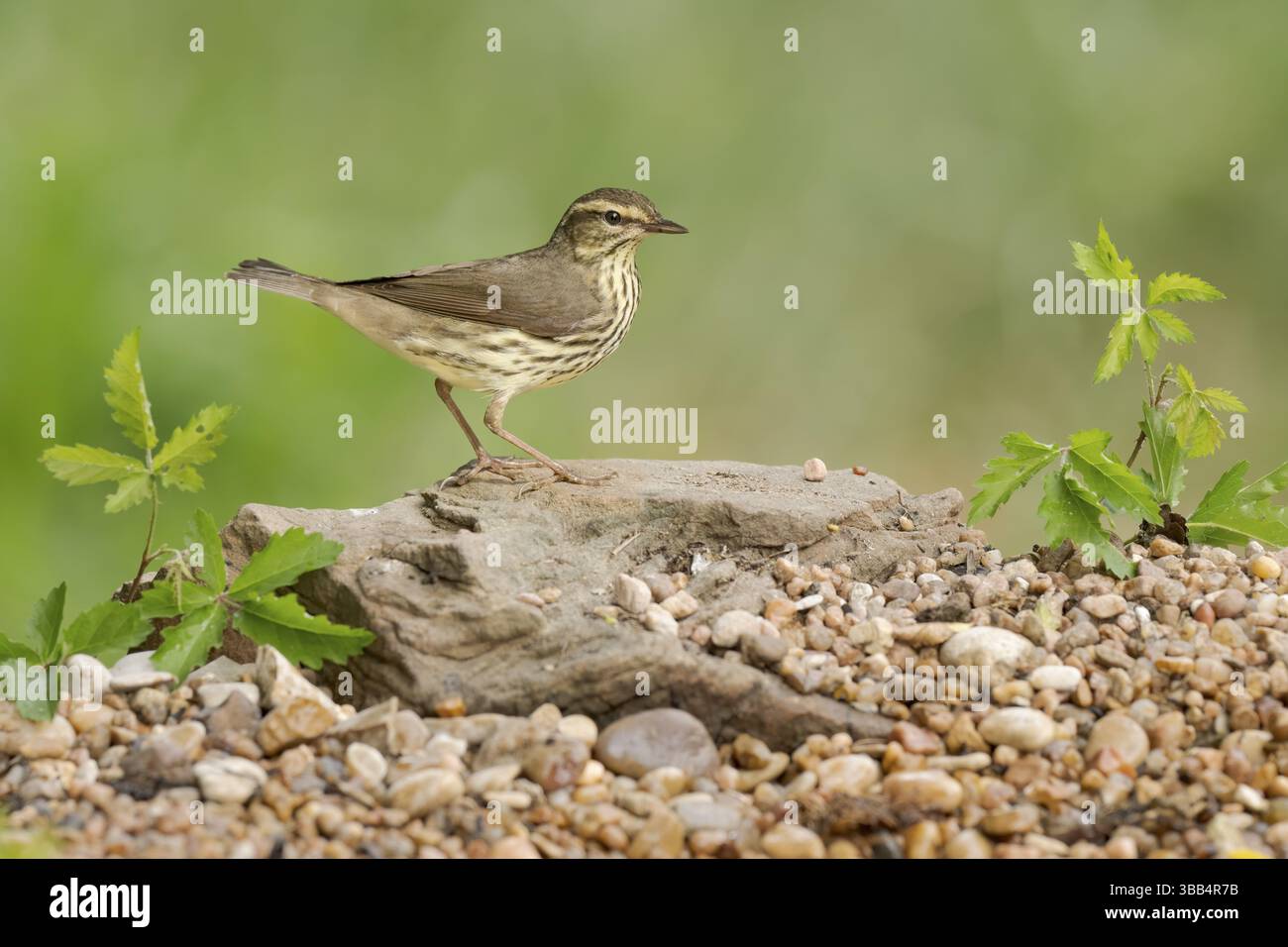 Northern Waterthrush (Parkesia noveboracensis), Texas, USA, North ...
