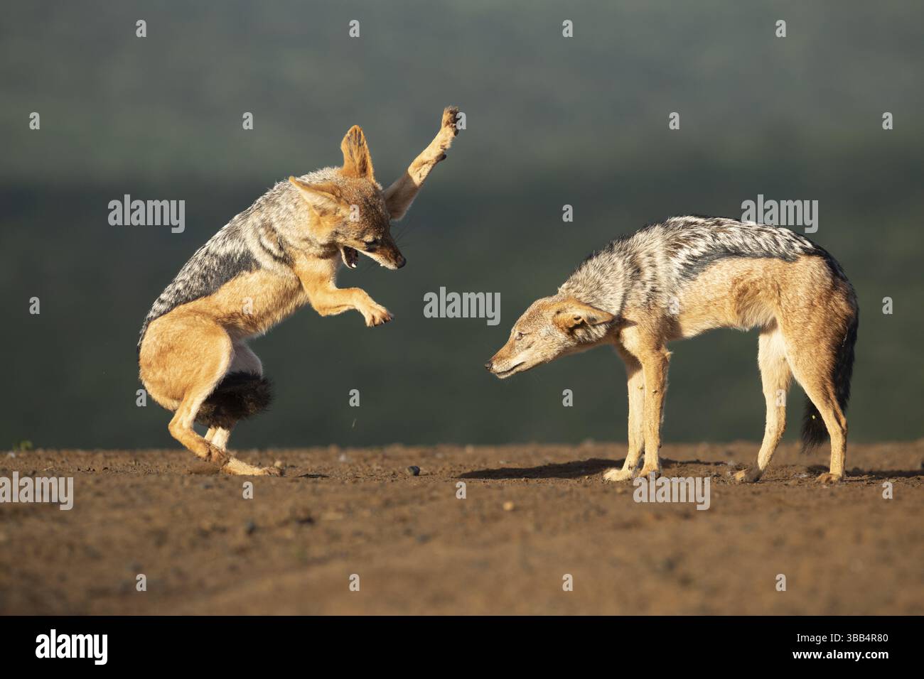 Black-backed Jackal (Canis mesomelas) two fighting in savanna, South ...