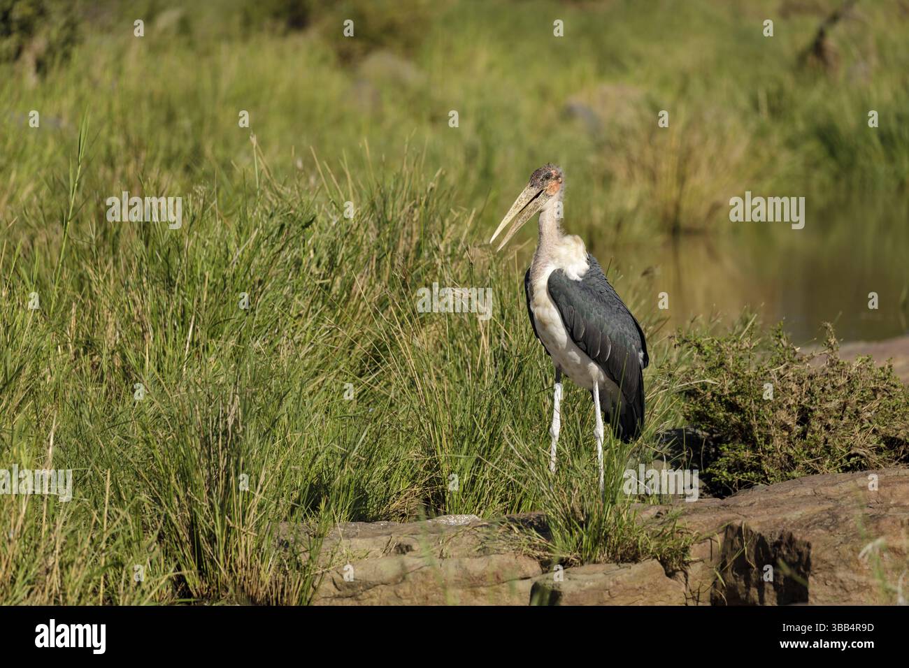 Afrikaanse Maraboe, Marabou Stork, Leptoptilos crumeniferus Stock Photo ...