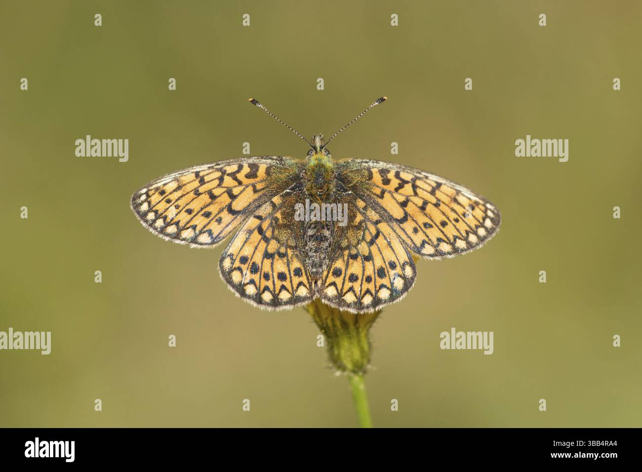 Ringoogparelmoervlinder met opengeslagen veleugels, Bog Fritillary with ...