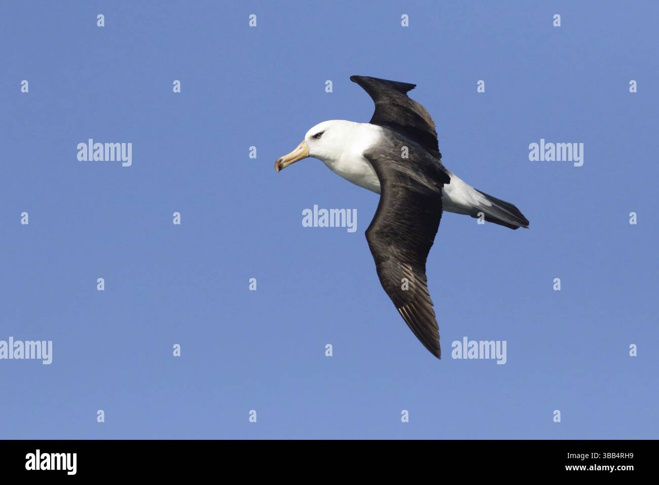 Campbell Albatross (Thalassarche impavida) flying, Victoria, Australia ...