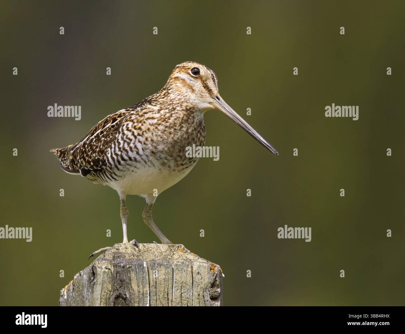 Wilson's Snipe, Gallinago delicata, in the woods near Fort Walsh ...