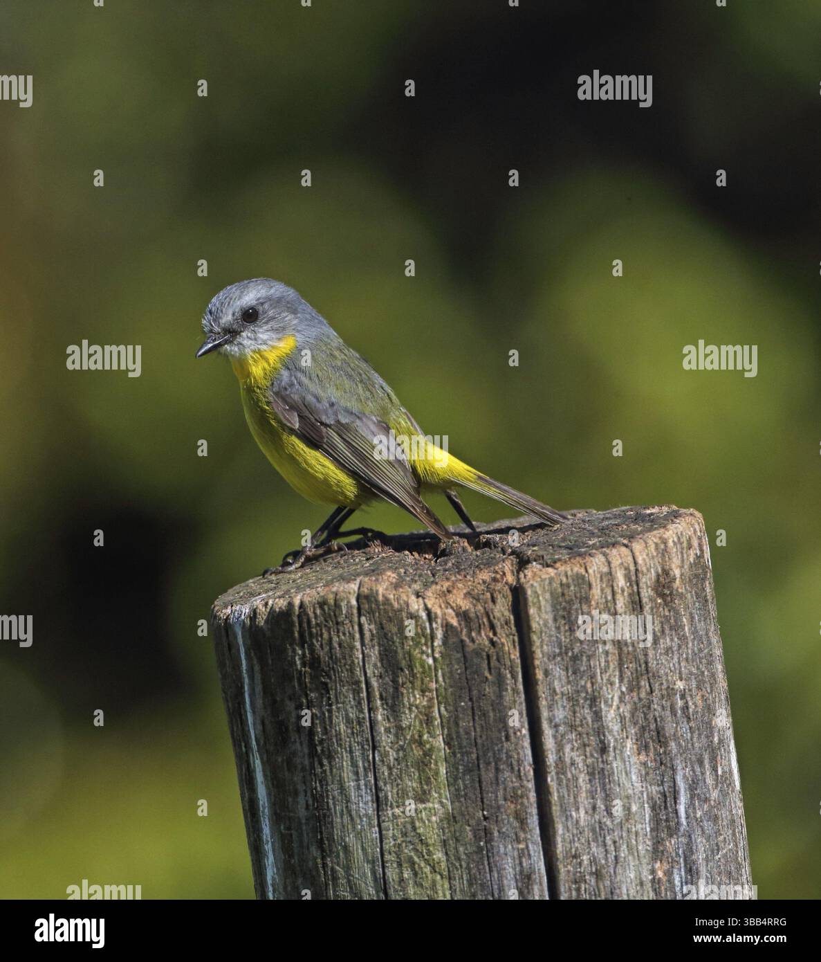 Eastern Yellow Robin (Eopsaltria australis), Australia, Oceania Stock ...