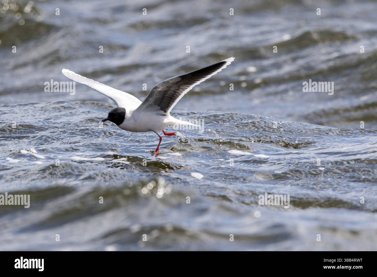 Little Gull (Hydrocoloeus minutus) flying, Romania, Europe Stock Photo ...