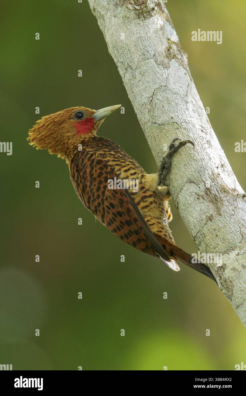 Samoan palolo worm hi-res stock photography and images - Alamy
