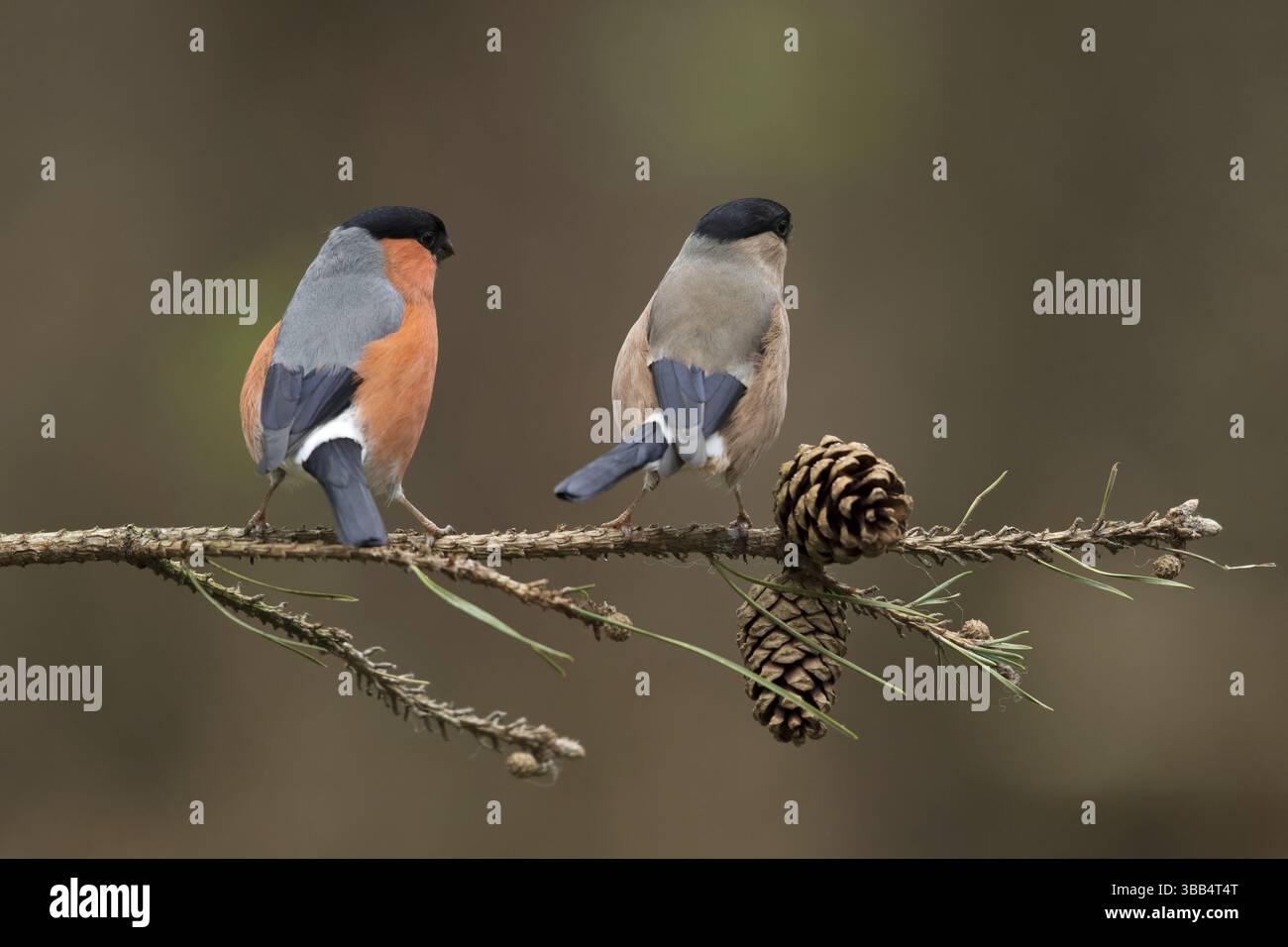 Goudvink bals gedrag, Bullfinch mating behaviour Stock Photo - Alamy