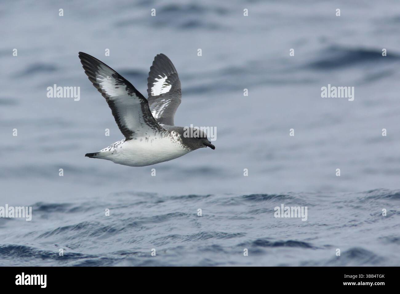 Cape Petrel (Daption capense) flying, Victoria, Australia, Oceania ...