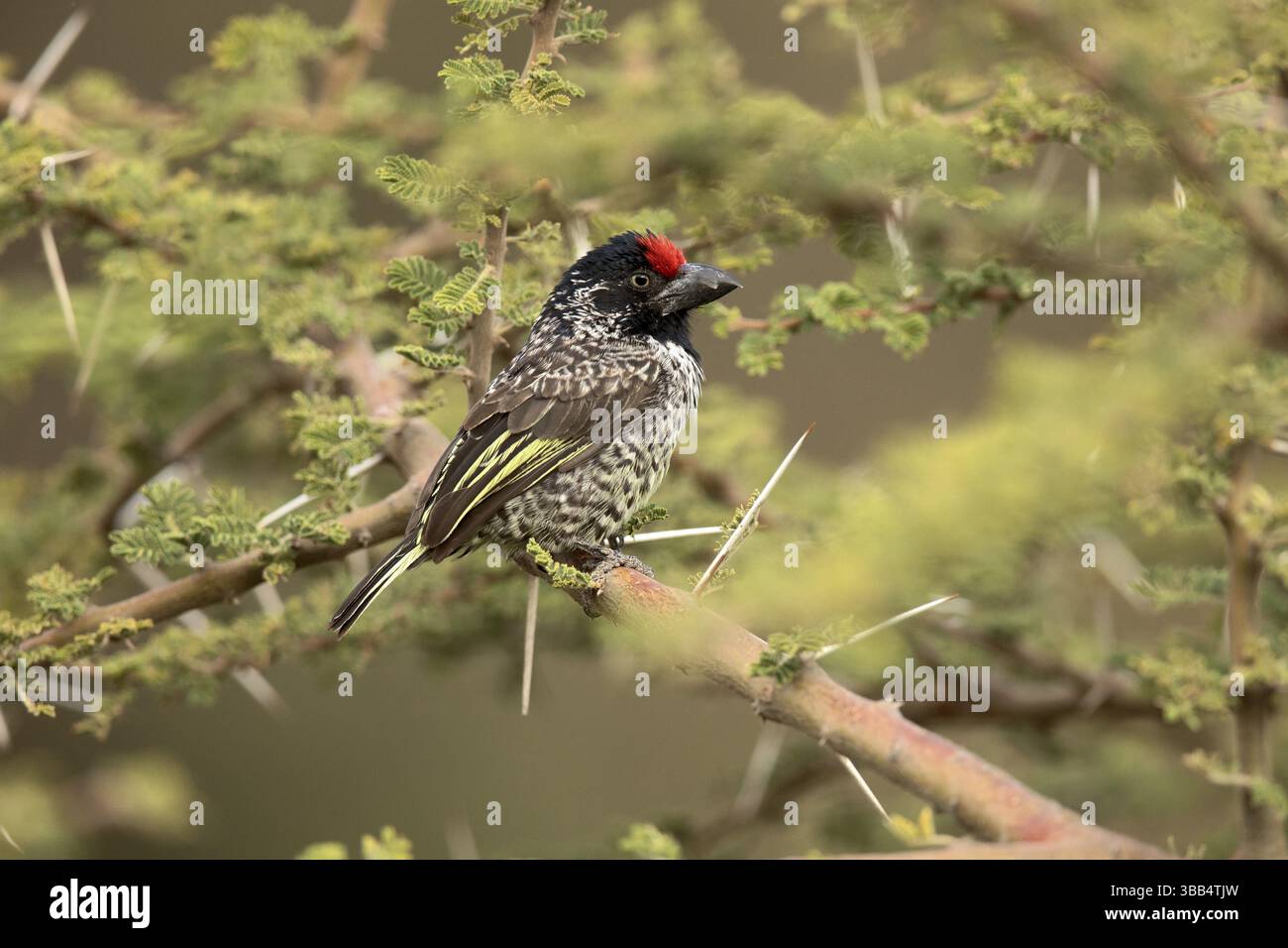 Banded Barbet (Lybius undatus leucogenys), Melka Ghebdu, Ethiopia ...
