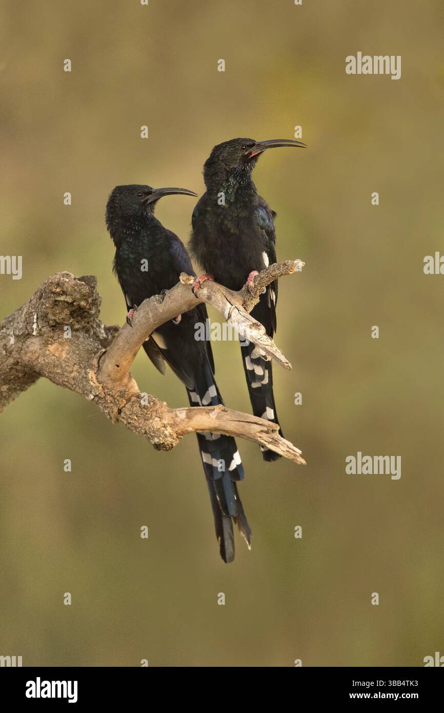 Black-billed Wood Hoopoe (Phoeniculus somaliensis), Lake Langano ...