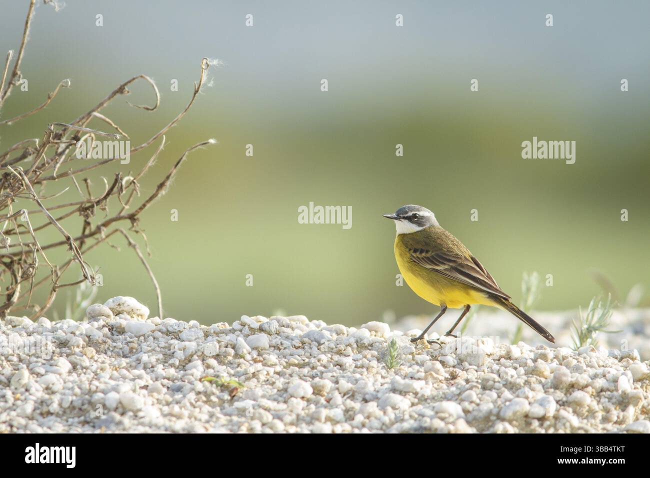 Spanish Wagtail (Motacilla flavia iberiae), on field floor, Galicia ...