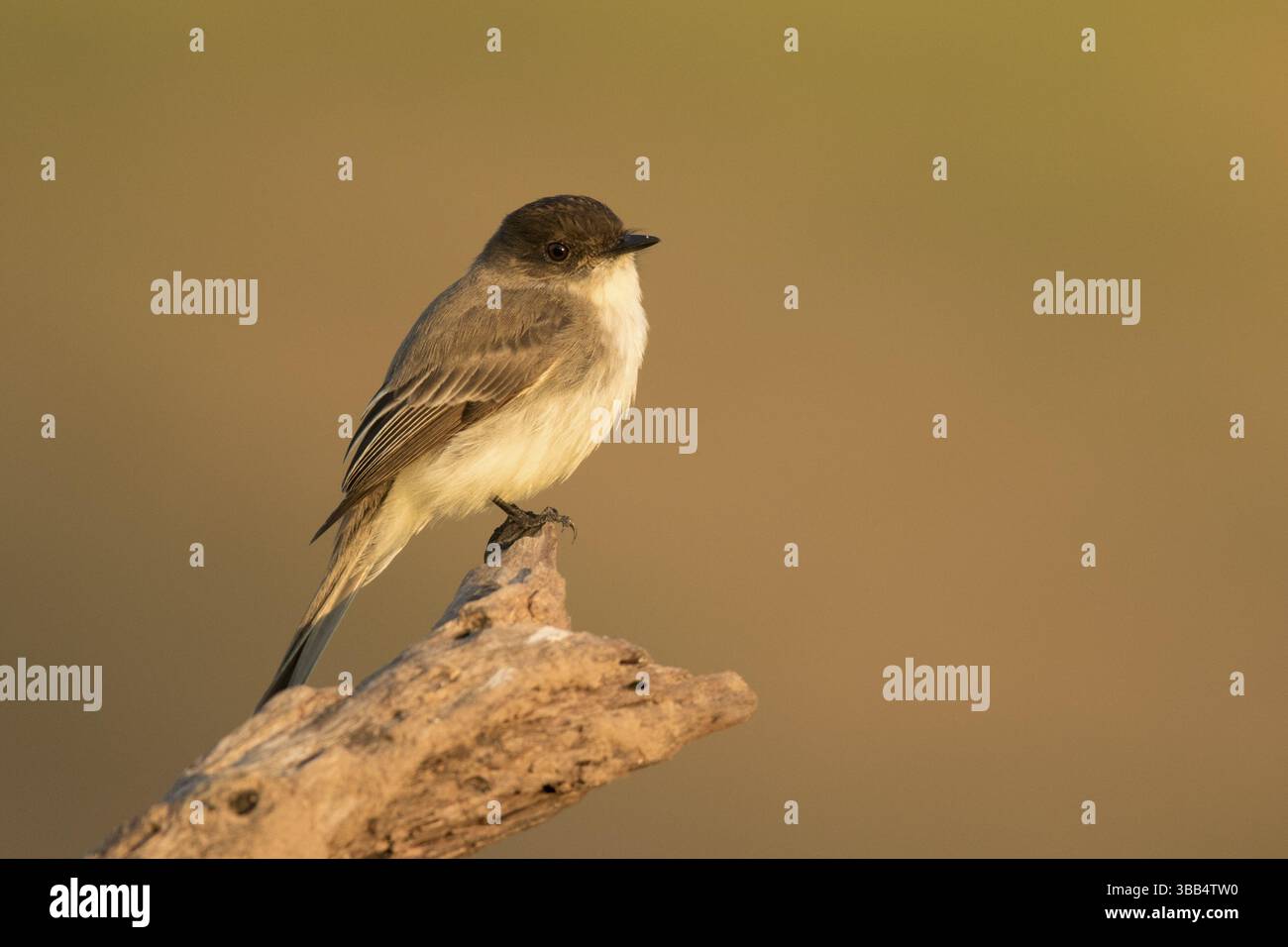 Eastern Phoebe (Sayornis phoebe), Texas, USA, North America Stock Photo ...