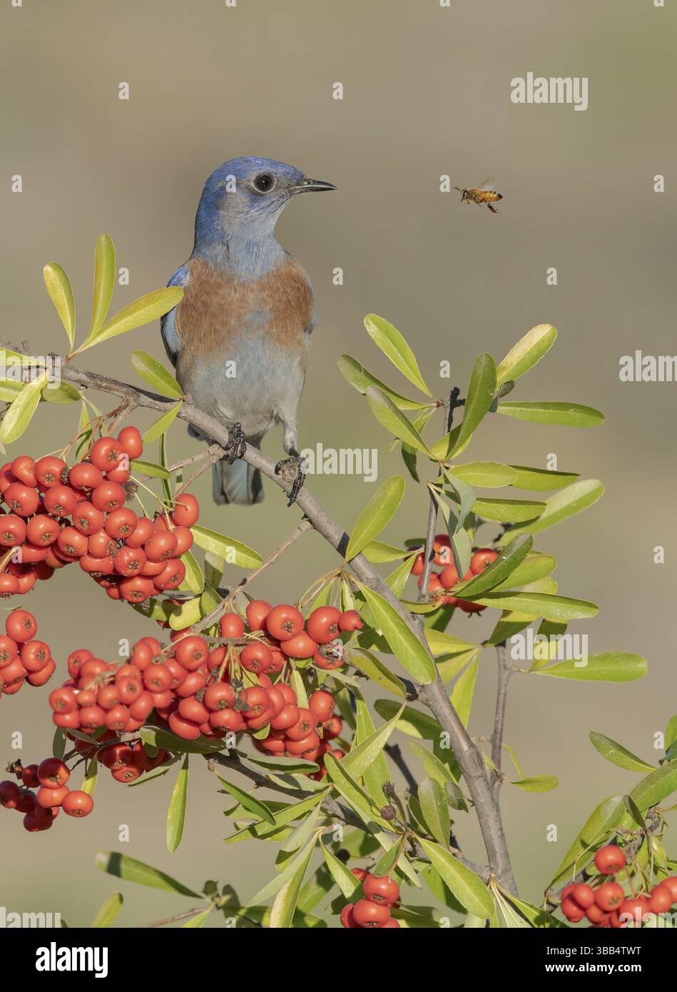 Western Bluebird (Sialia mexicana) male, California, USA, North America ...
