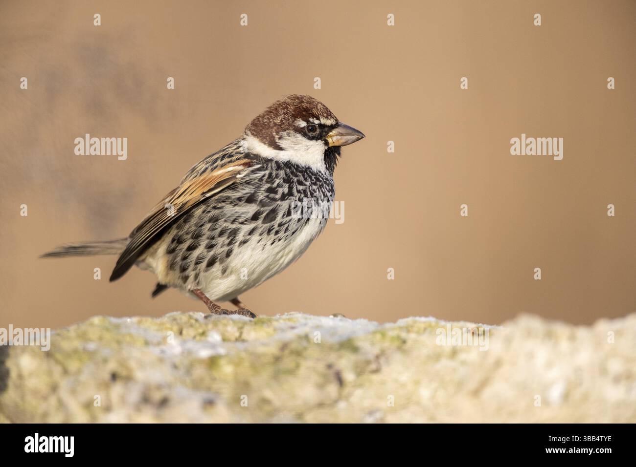 Spanish Sparrow (Passer hispaniolensis) male, Castile-La Mancha, Spain ...