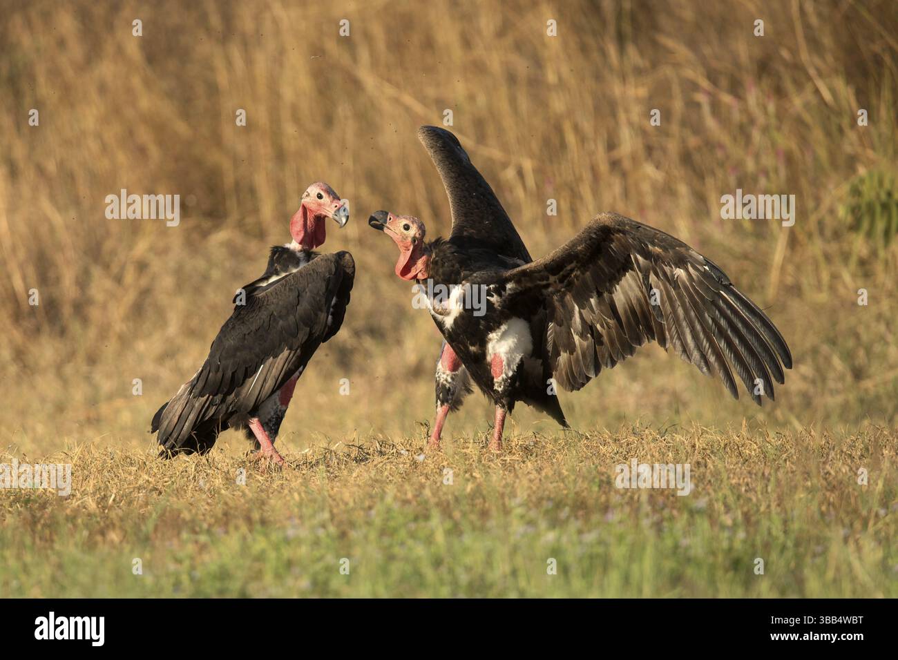 Red-headed Vulture (Sarcogyps calvus), Preah Vihear, Cambodia, Asia ...