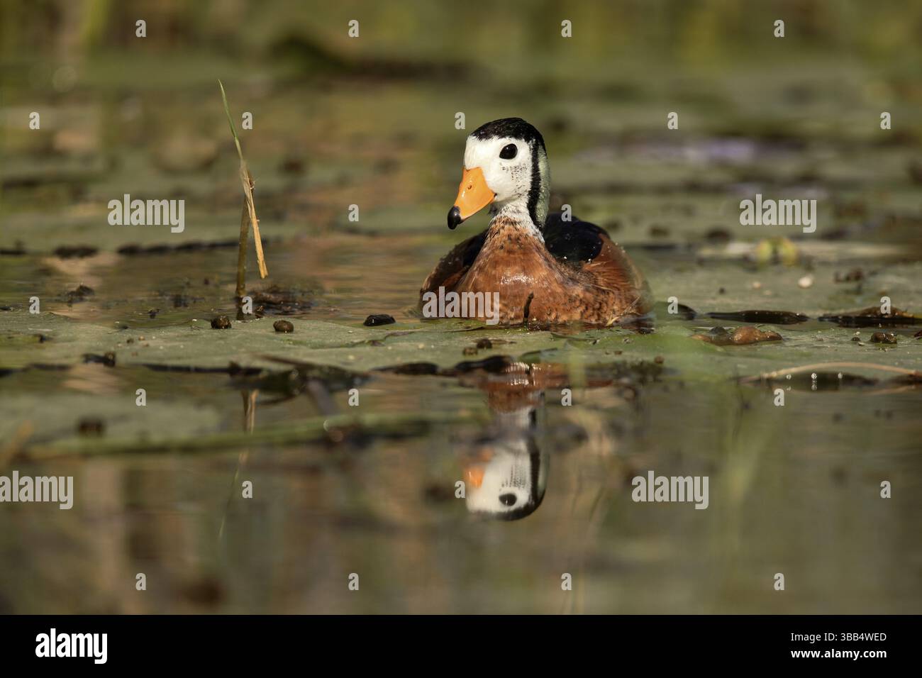 African Pygmy Goose (Nettapus auritus), Lake Hawassa, Ethiopia, Africa ...
