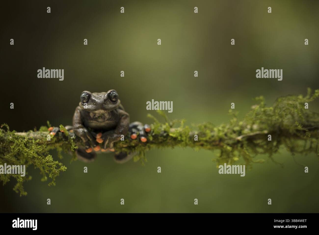Linda's Tree Frog (Hyloscirtus lindae), cloud forest, Ecuador, South ...