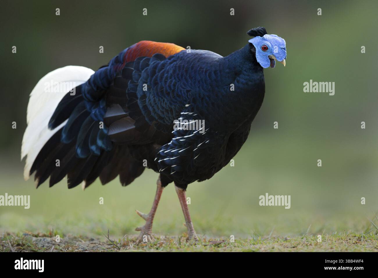 Crested fireback pheasant hi-res stock photography and images - Alamy