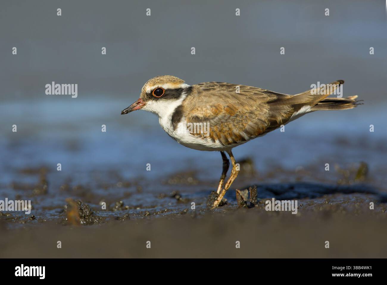 Black-fronted Dotterel (Elseyornis melanops) juvenile, Victoria ...