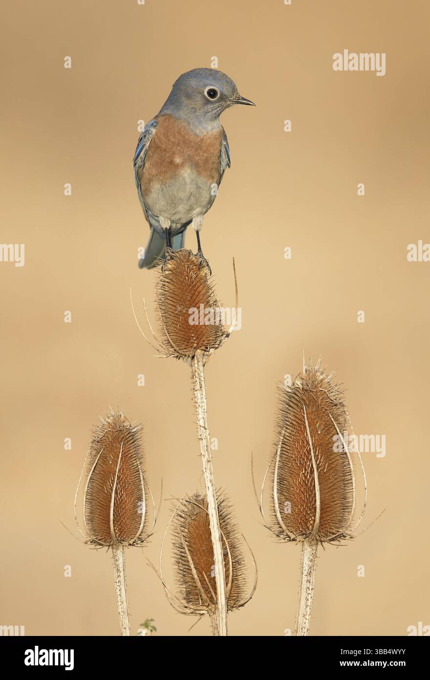 Western Bluebird (Sialia mexicana) female, California, USA, North ...