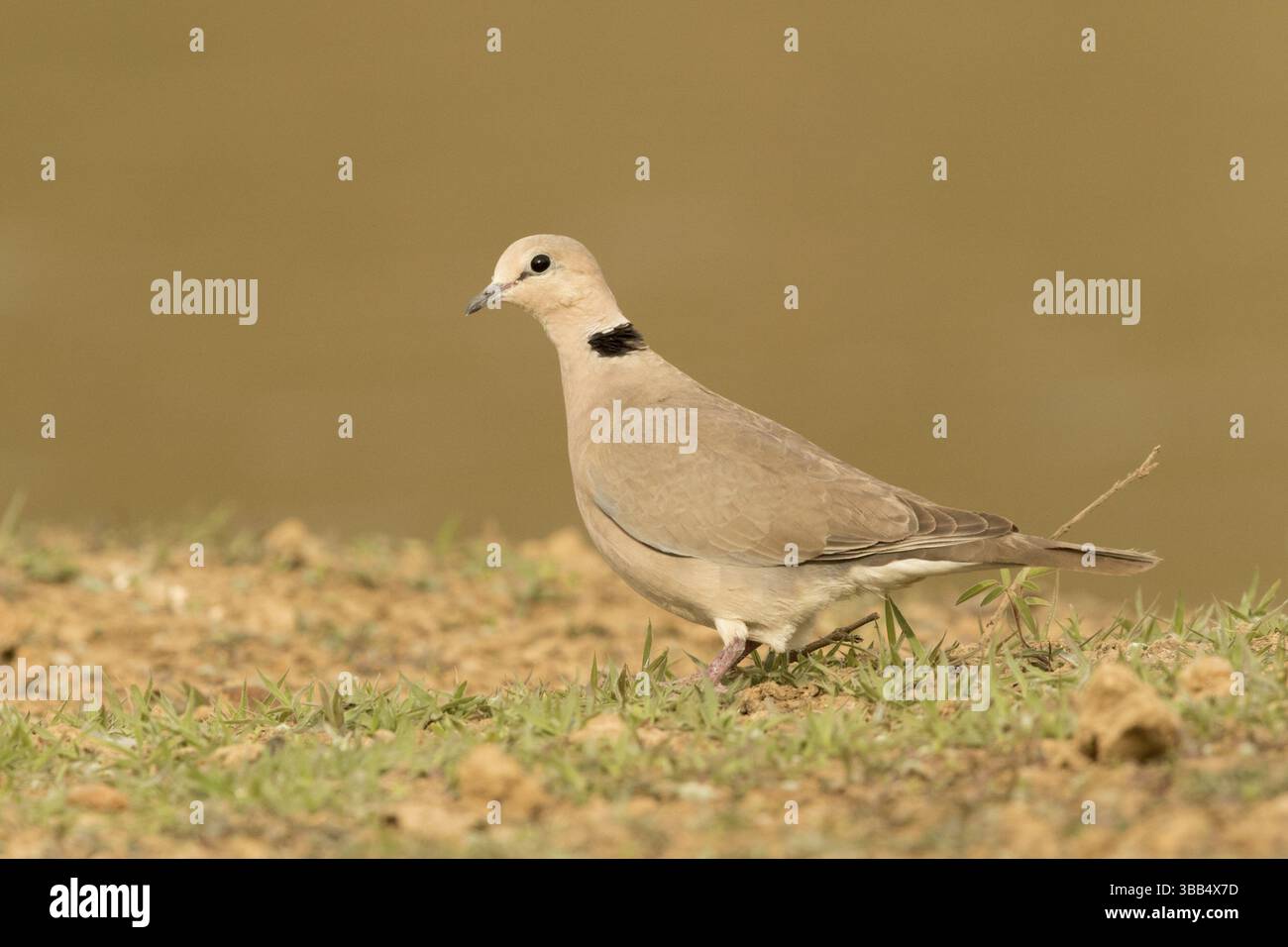 Vinaceous Dove (Streptopelia vinacea), Gambia, Africa Stock Photo - Alamy
