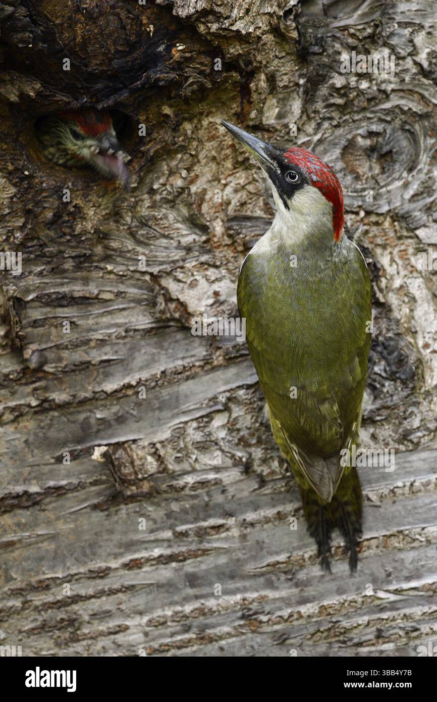 European Green Woodpecker (Picus viridis) female feeding chick in nest ...