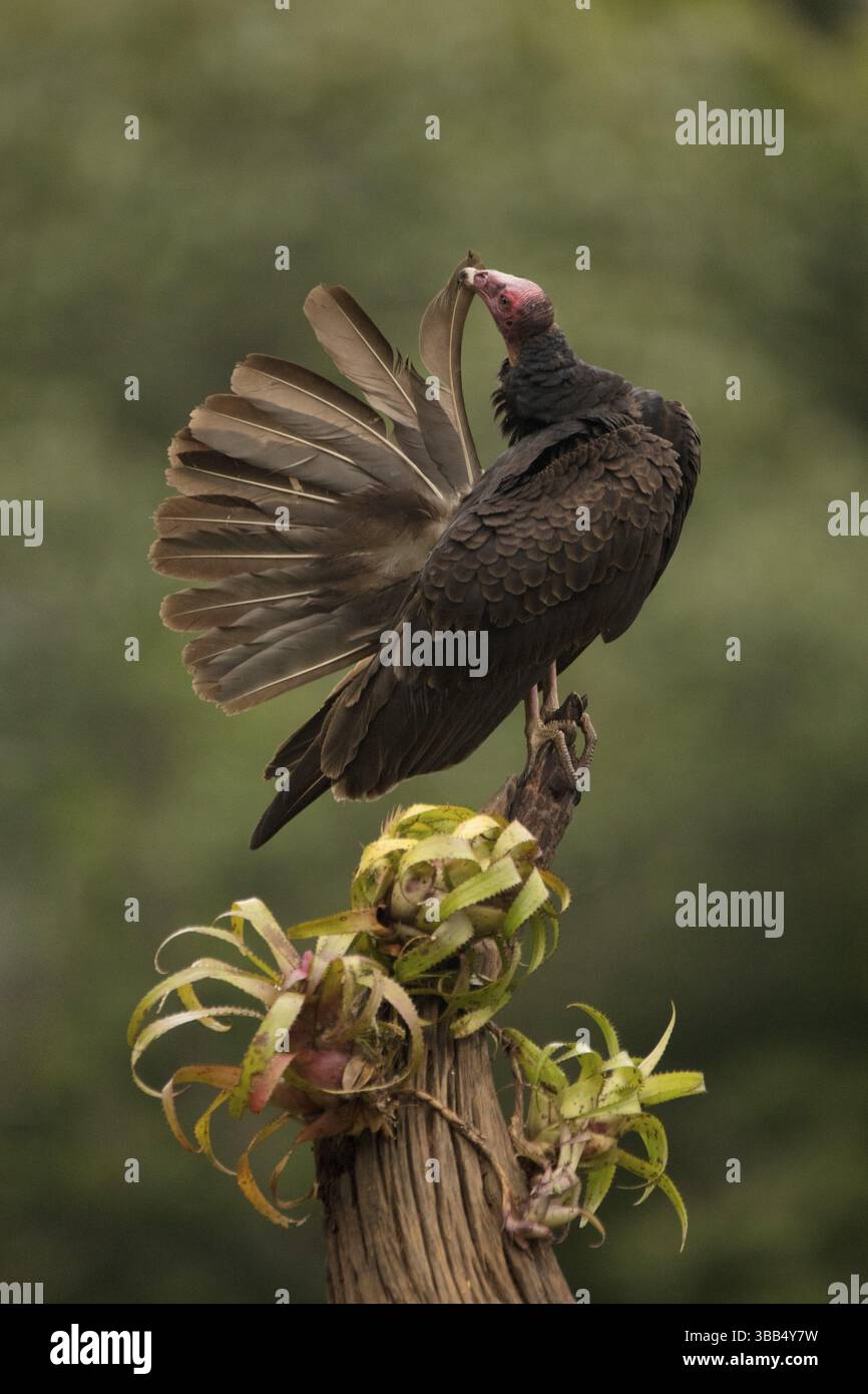 Turkey vulture preening in rainforest, costa rica Stock Photo - Alamy