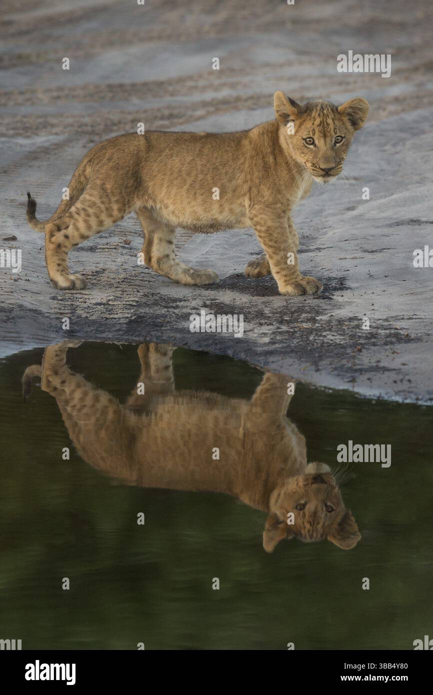 African Lion (Panthera leo) immature at waterhole, Okavango Delta ...