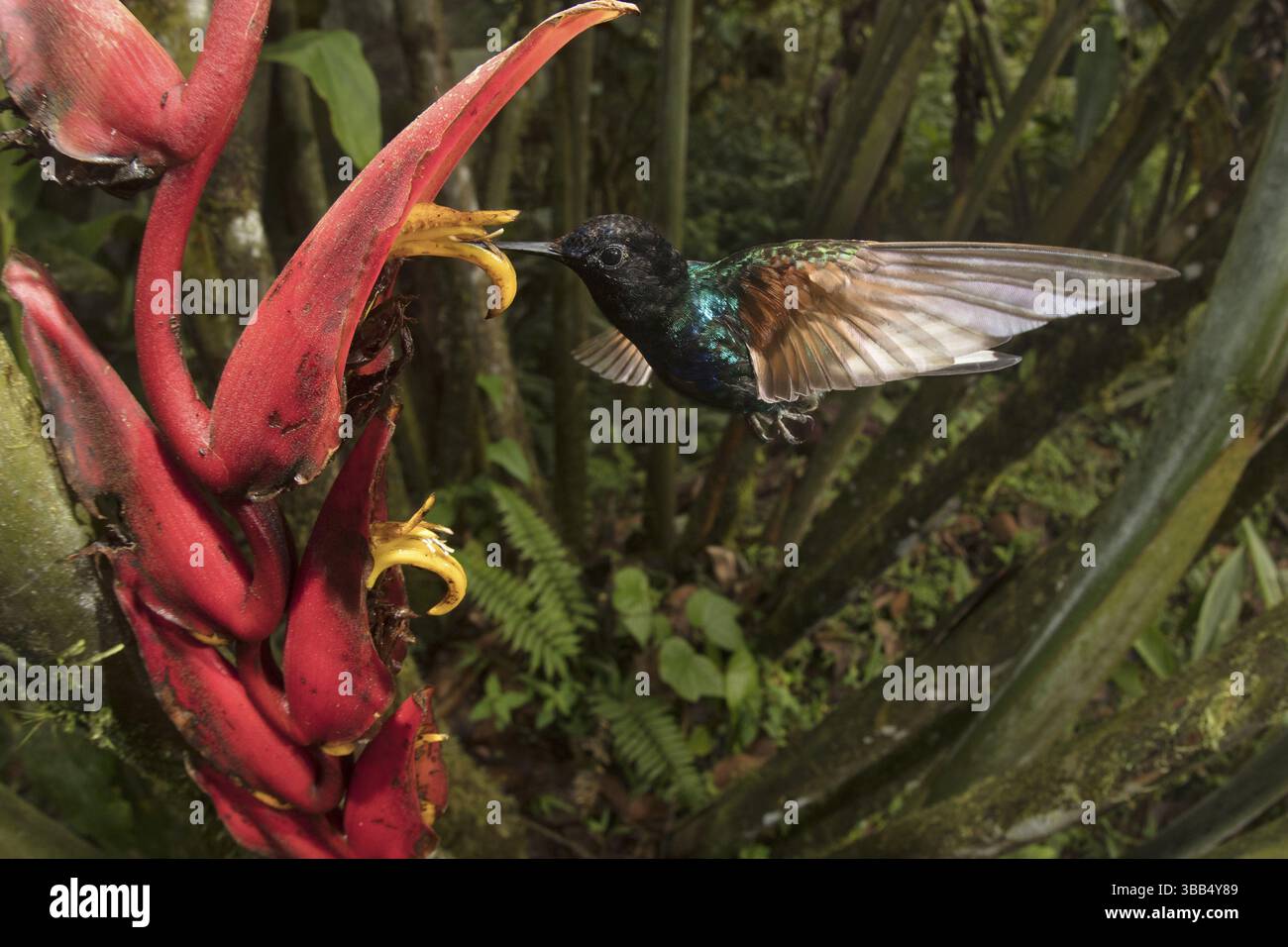 Velvet Purple Coronet at Heliconia flowers. Image taken remotely with a ...