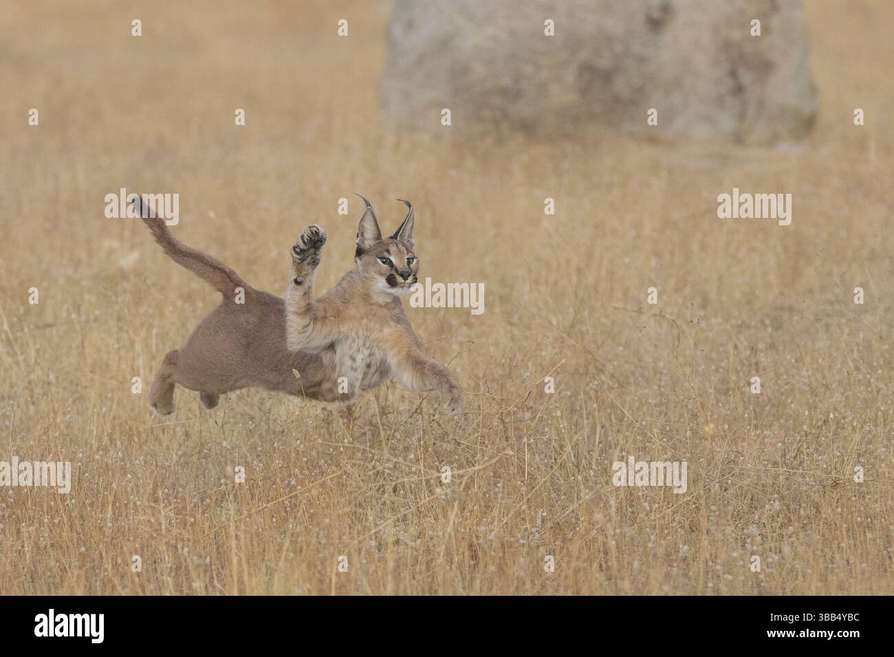 Caracal (Caracal caracal) jumping and running, Castile-La Mancha, Spain, Europe Stock Photo - Alamy