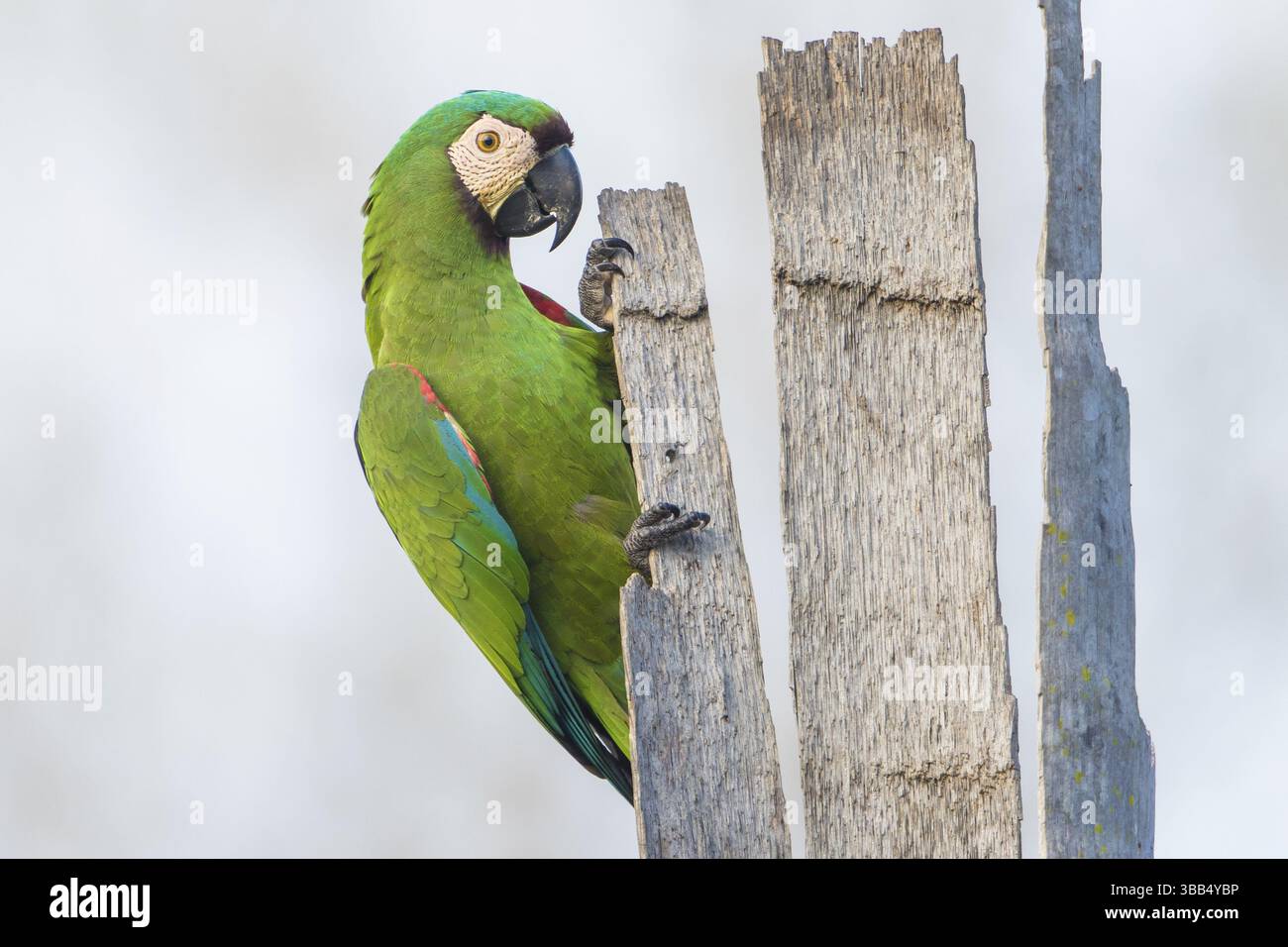 Chestnut-fronted Macaw (Ara severus), Bolivia, South America Stock ...